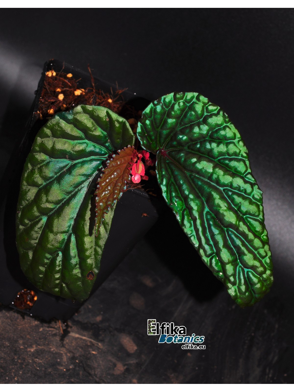 Begonia daunhitam (EBc3)