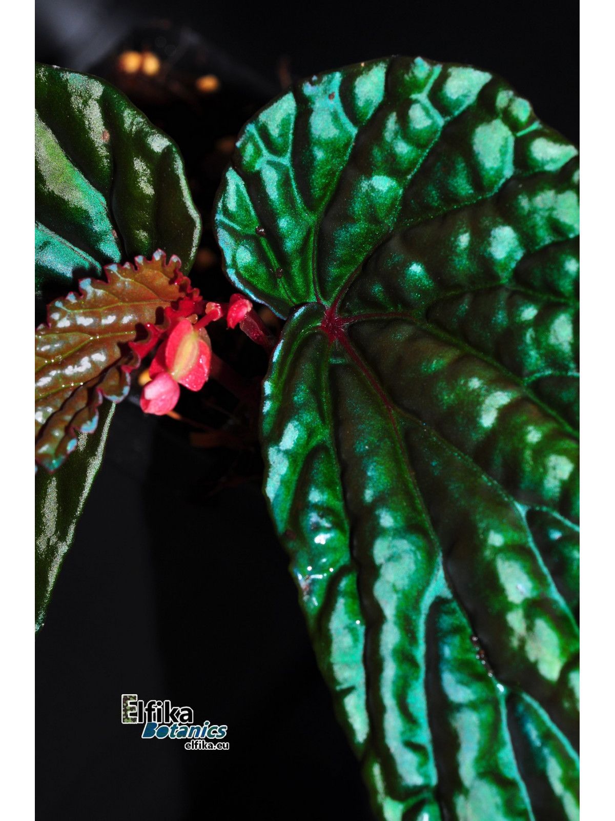 Begonia daunhitam (EBc3)
