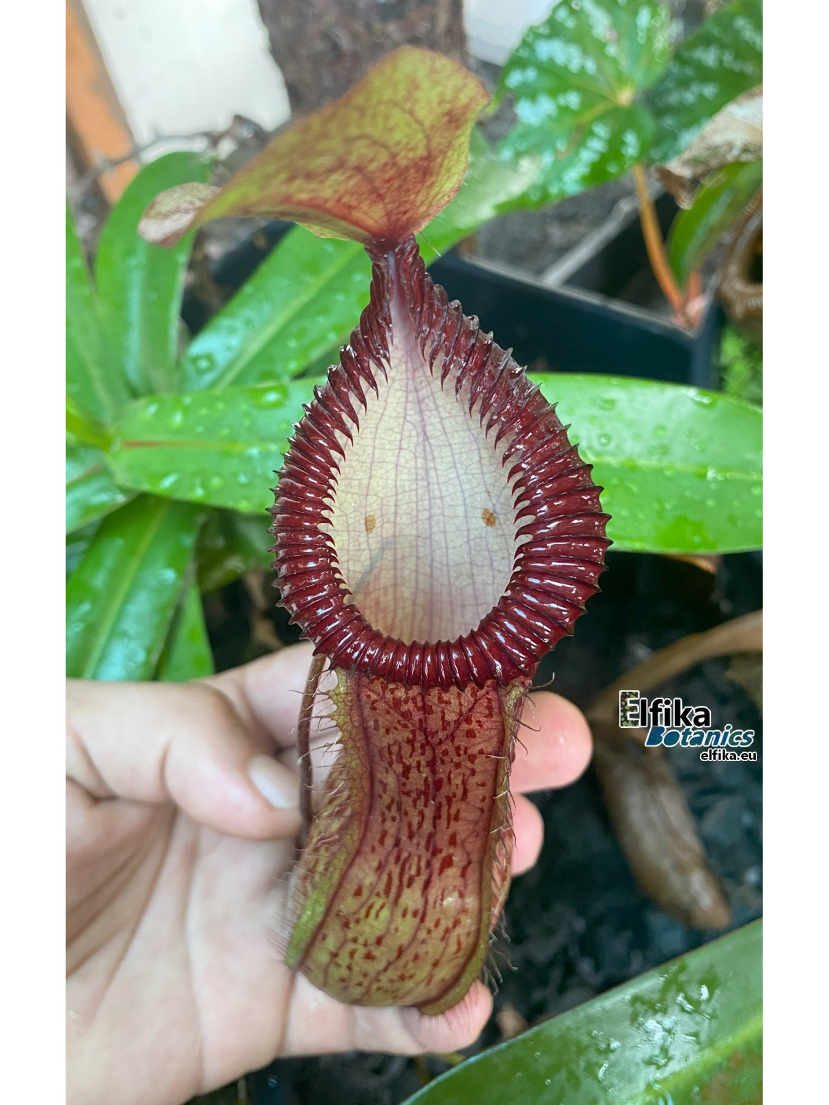 Nepenthes ventricosa x hamata (female)