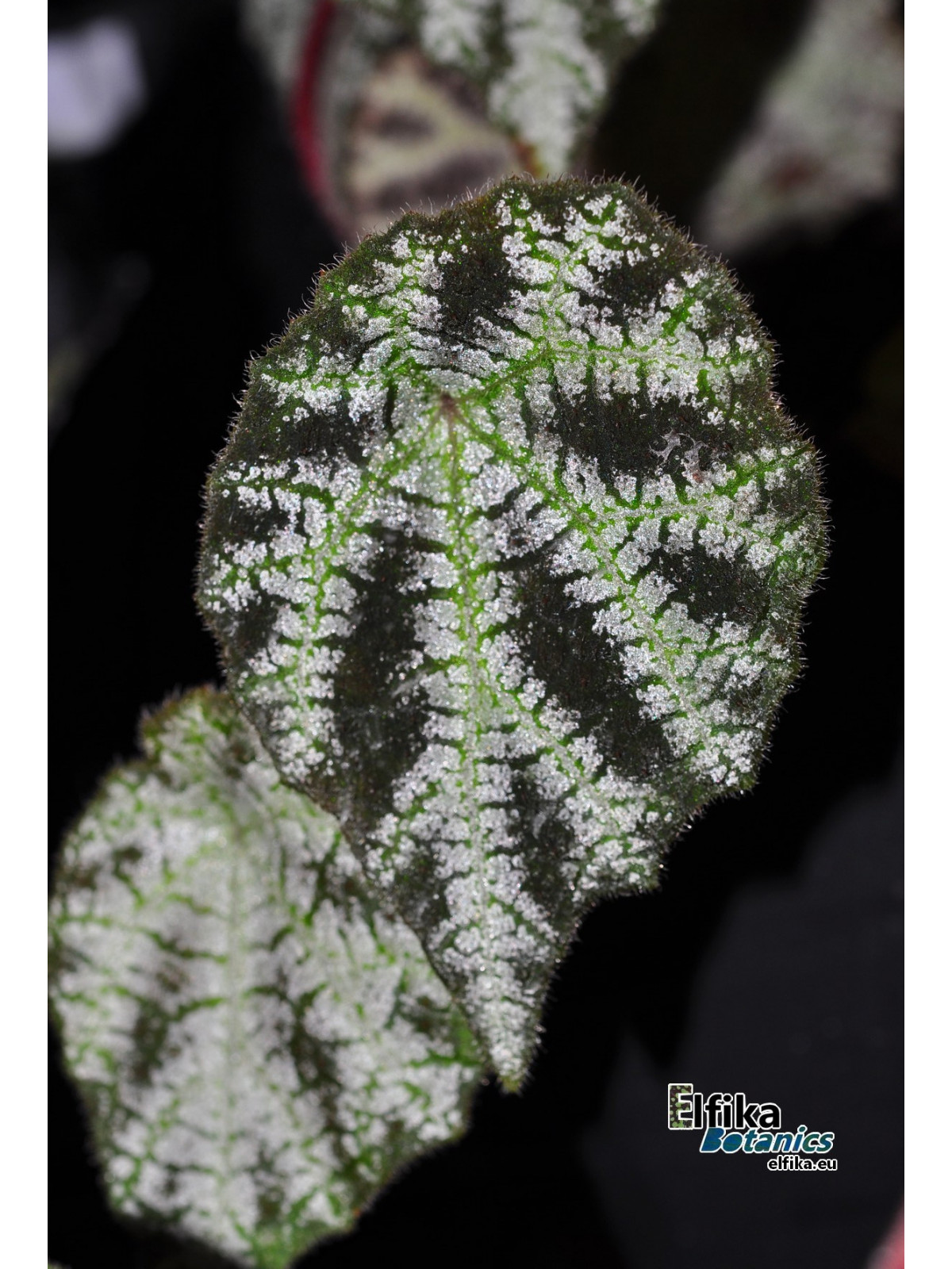 Begonia arachnoidea (Black&White morph)