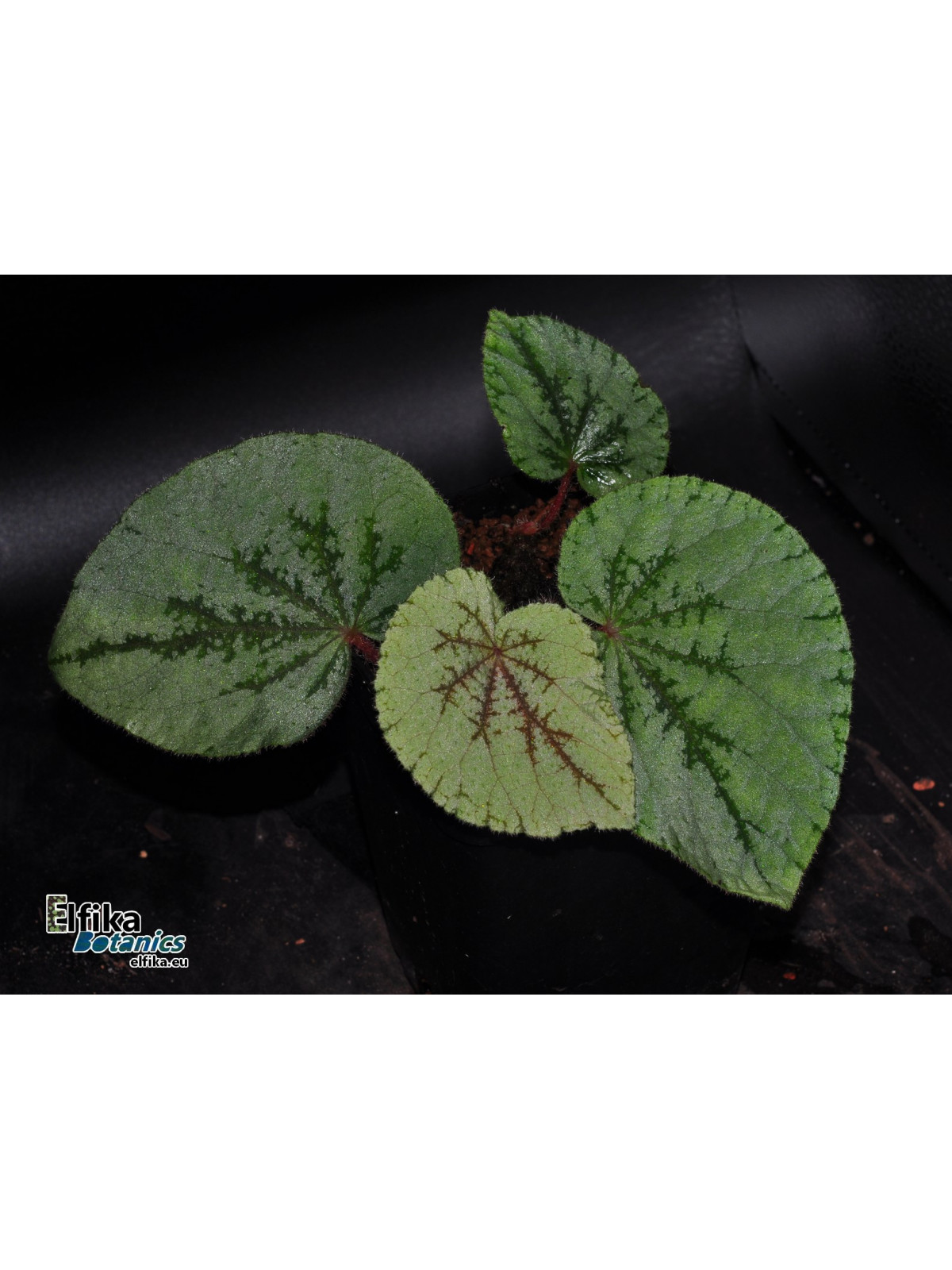 Begonia lii