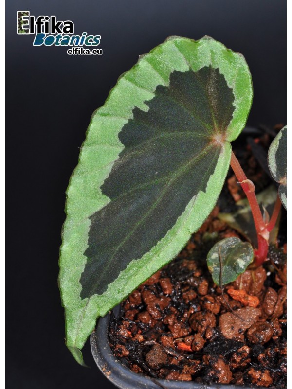 Begonia aff. baramensis (EBc1)