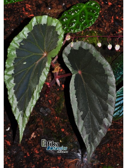 Begonia