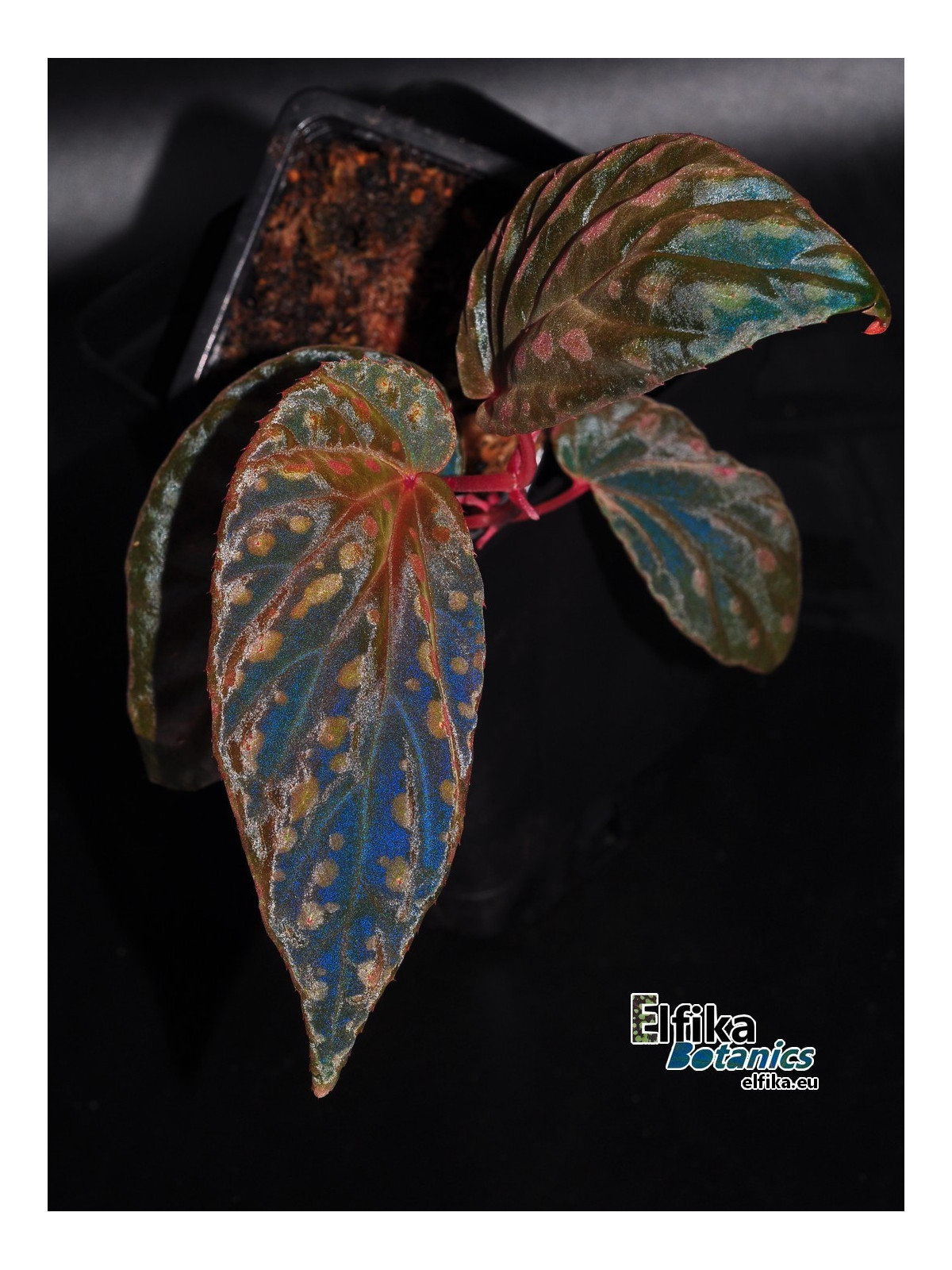 Begonia "EB Creamy Chme"