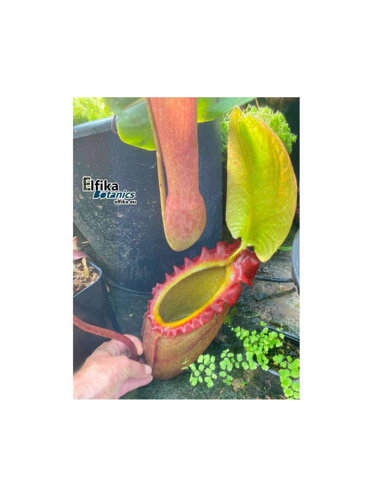 Nepenthes rajah Mt. Tambuyukon