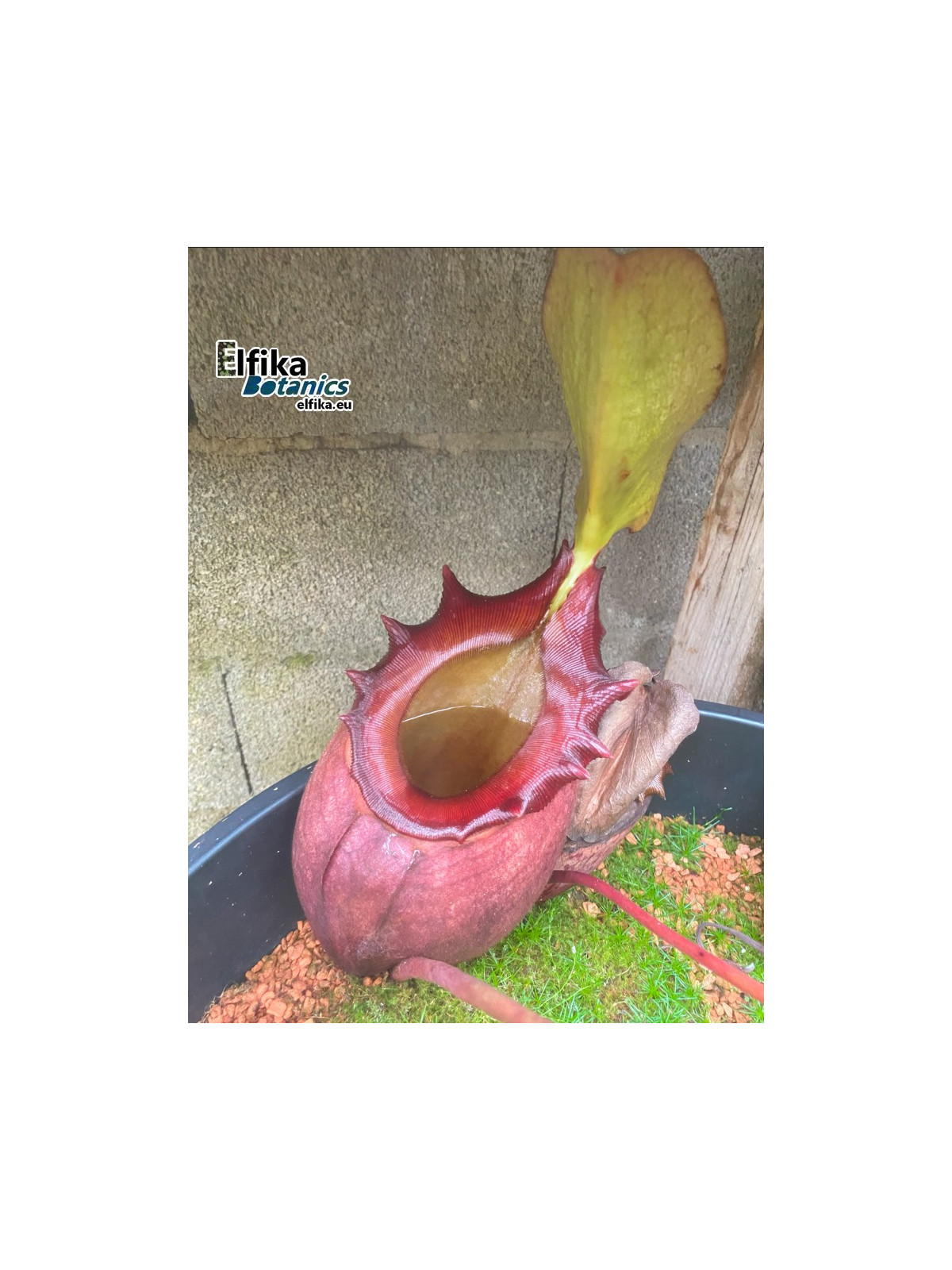 Nepenthes rajah Mt. Tambuyukon