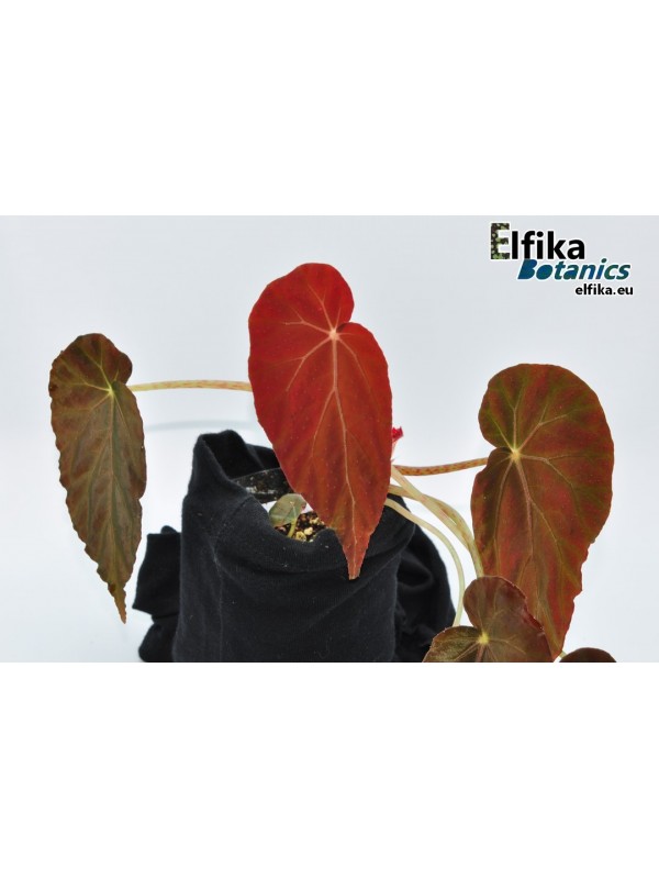 Begonia burkillii (Dark, female)