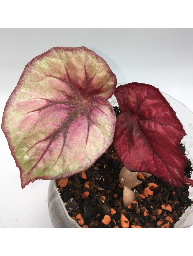 Begonia sp. All Pink (rex hybrid)