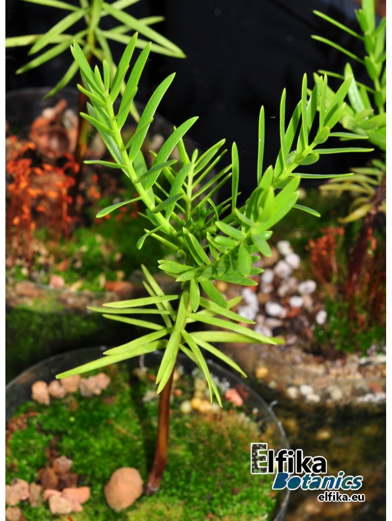 Other botanical families