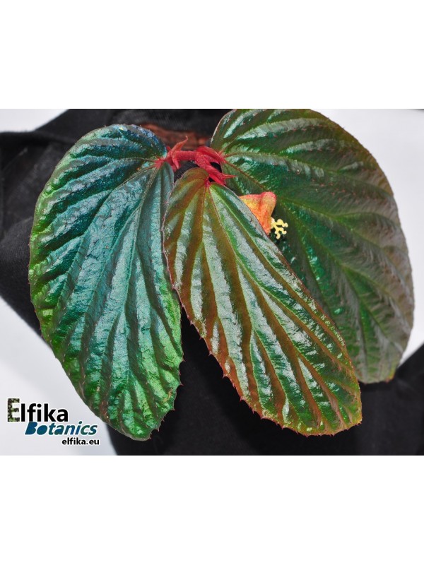Begonia metallicolor (c. 1)