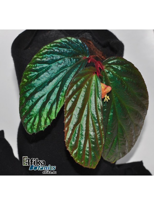 Begonia metallicolor (c. 1)