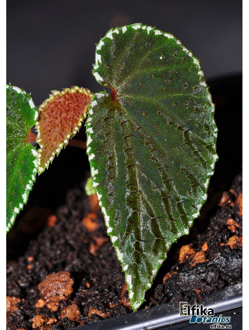 Begonia ruthiae (clone 2)