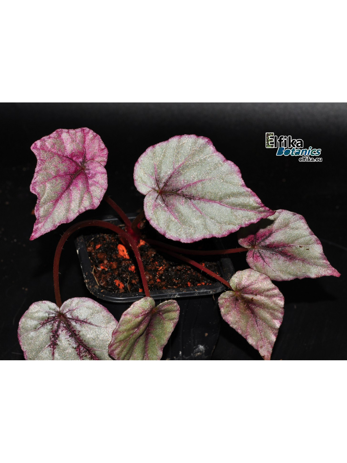 Begonia sp. All Pink (rex hybrid)